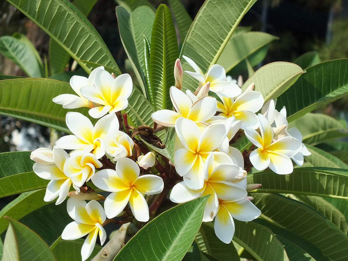 Plumeria "Hawaiian Frangipani" – Vankampens Greenhouses