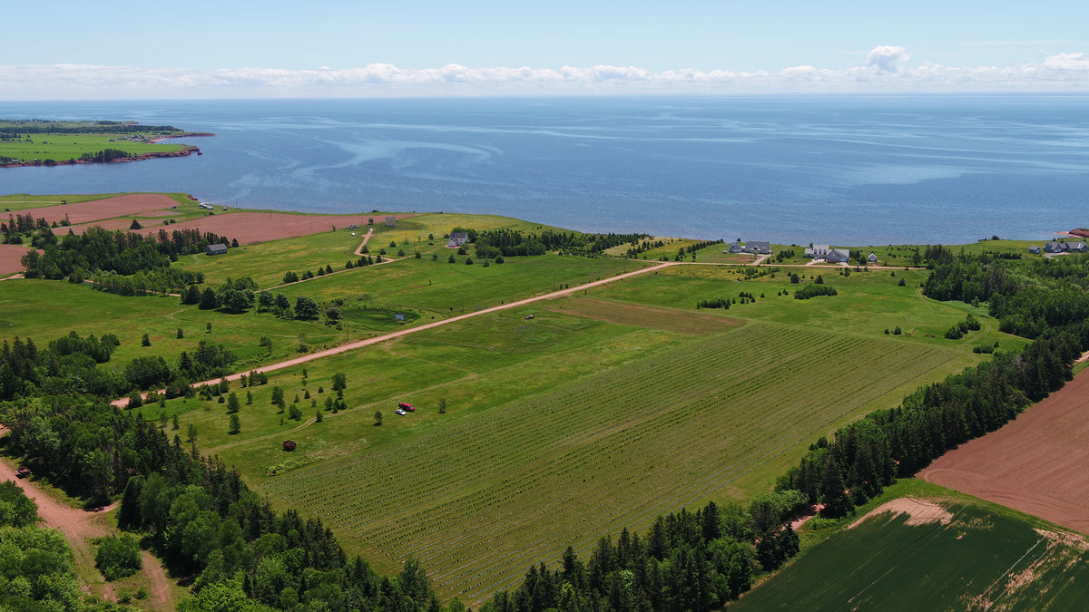 Cassidy Farm's Haskap Berry Harvest – Vankampens Greenhouses