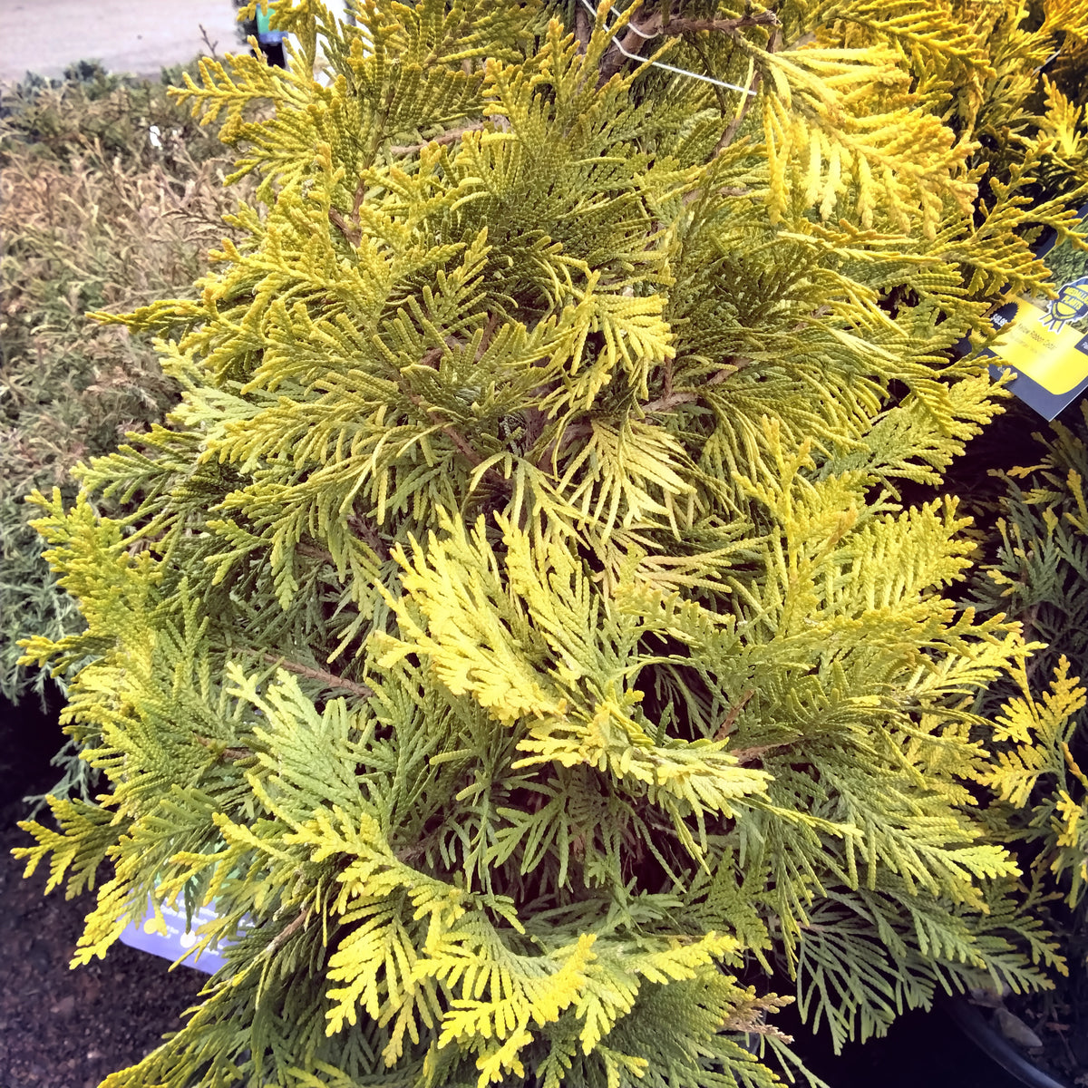 Cedar Dwarf - “Yellow Ribbon” (2Gal) – Vankampens Greenhouses