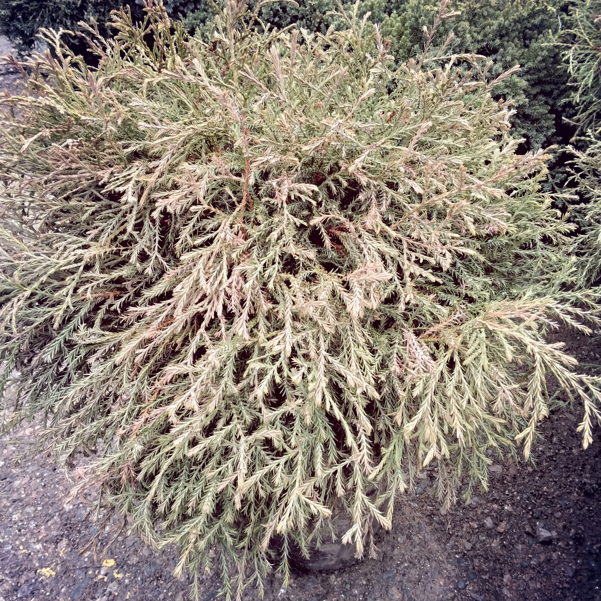 Cedar - "Mr Bowling Ball" (2Gal) – Vankampens Greenhouses