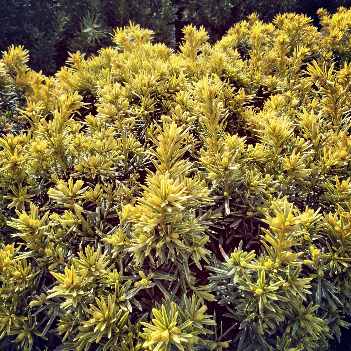 Yew - Sunburst (3Gal) – Vankampens Greenhouses