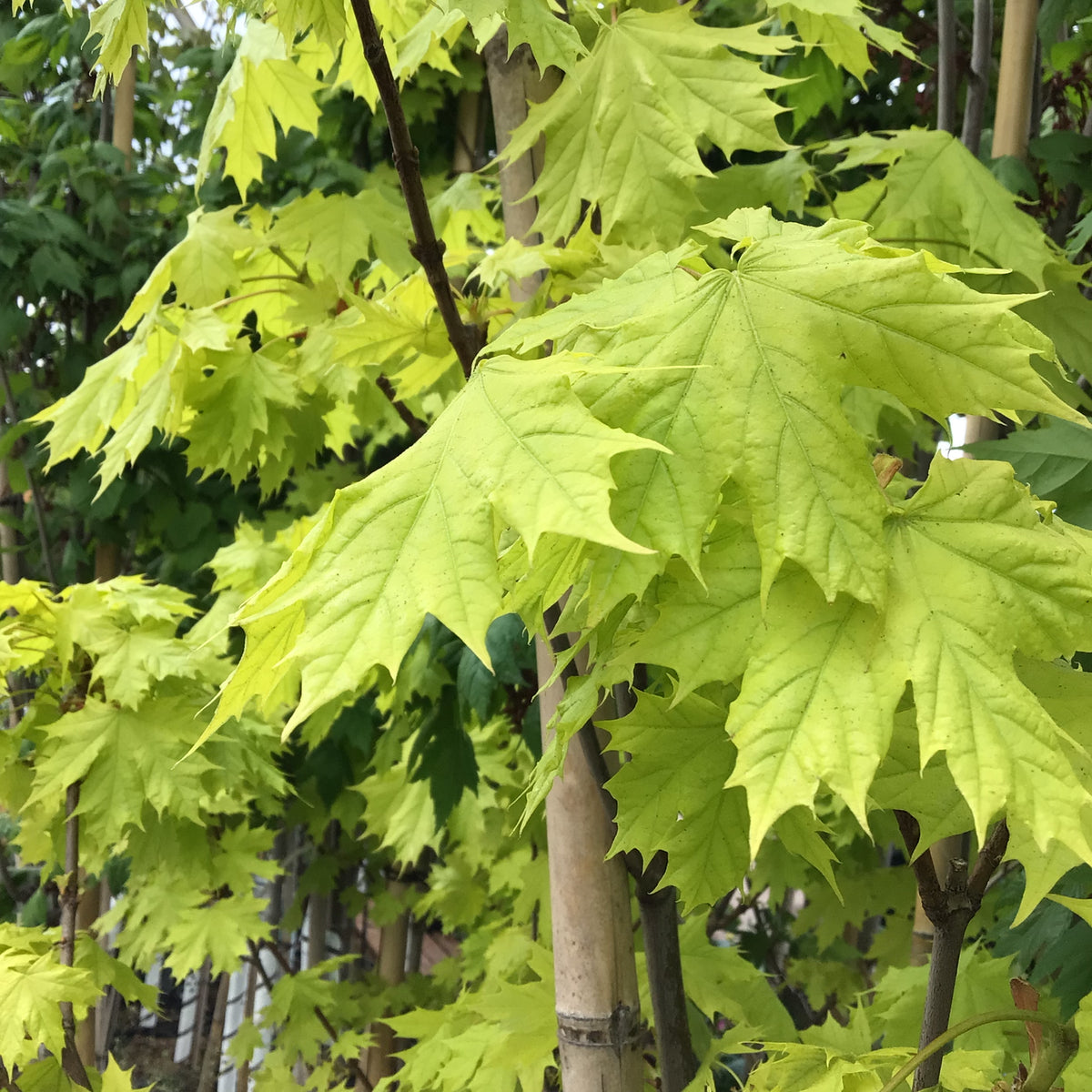 Maple Norway - “Princeton Gold” (7Gal) – Vankampens Greenhouses