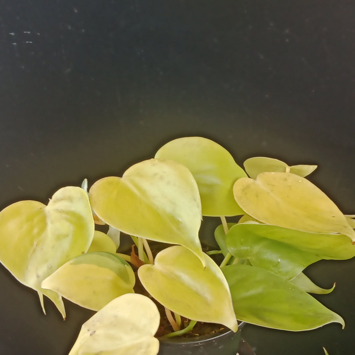 Philodendron - "Lemon Lime" – Vankampens Greenhouses