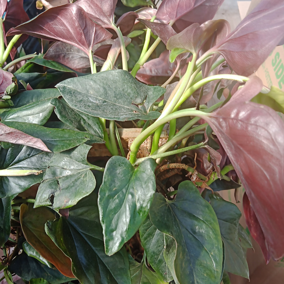 Arrowhead - "Red Arrow" (Trellis) – Vankampens Greenhouses