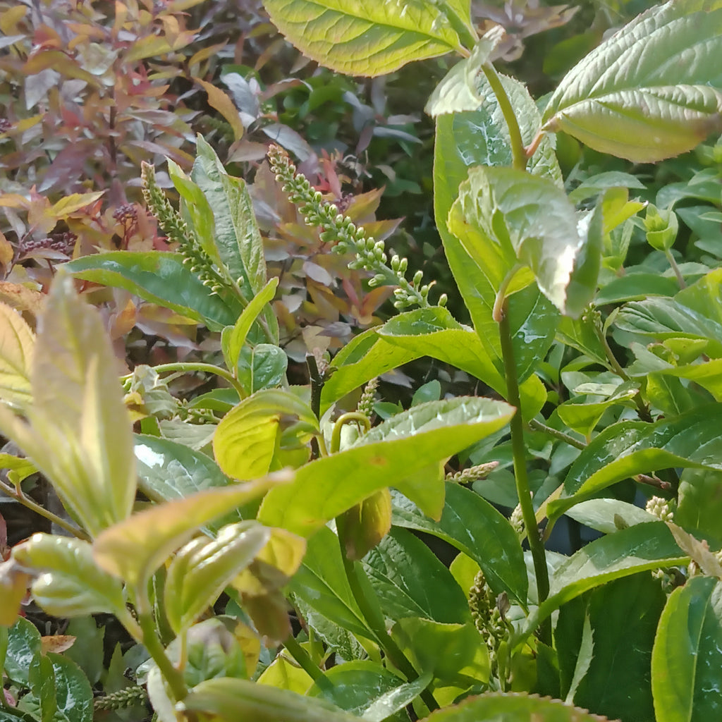 Shrubs & Landscaping – Page 6 – Vankampens Greenhouses