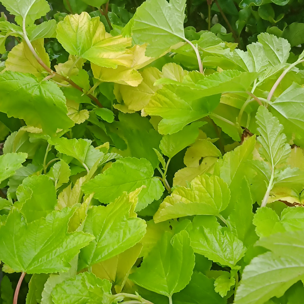 Ninebark - "Lemon Candy" (2Gal) – Vankampens Greenhouses