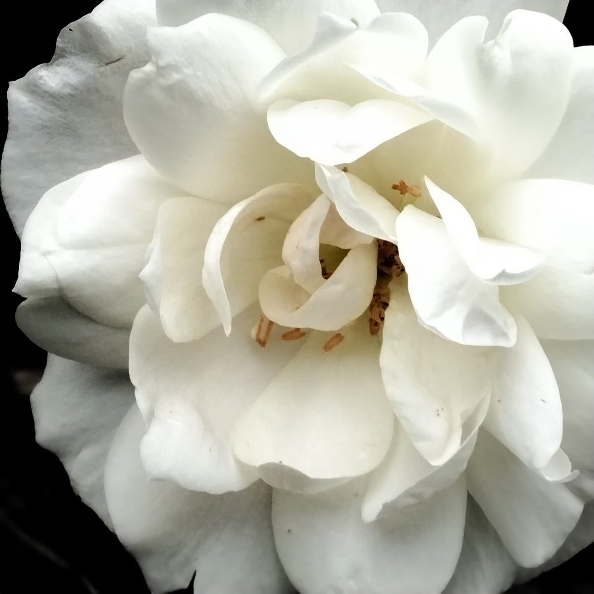 Roses - "Icecap" (2Gal) – Vankampens Greenhouses