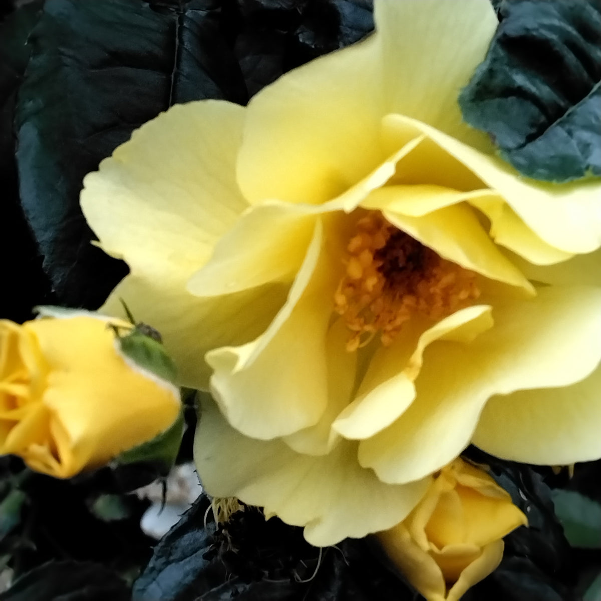 Roses - "Kolorscape Lemon Fizz" (2Gal) – Vankampens Greenhouses