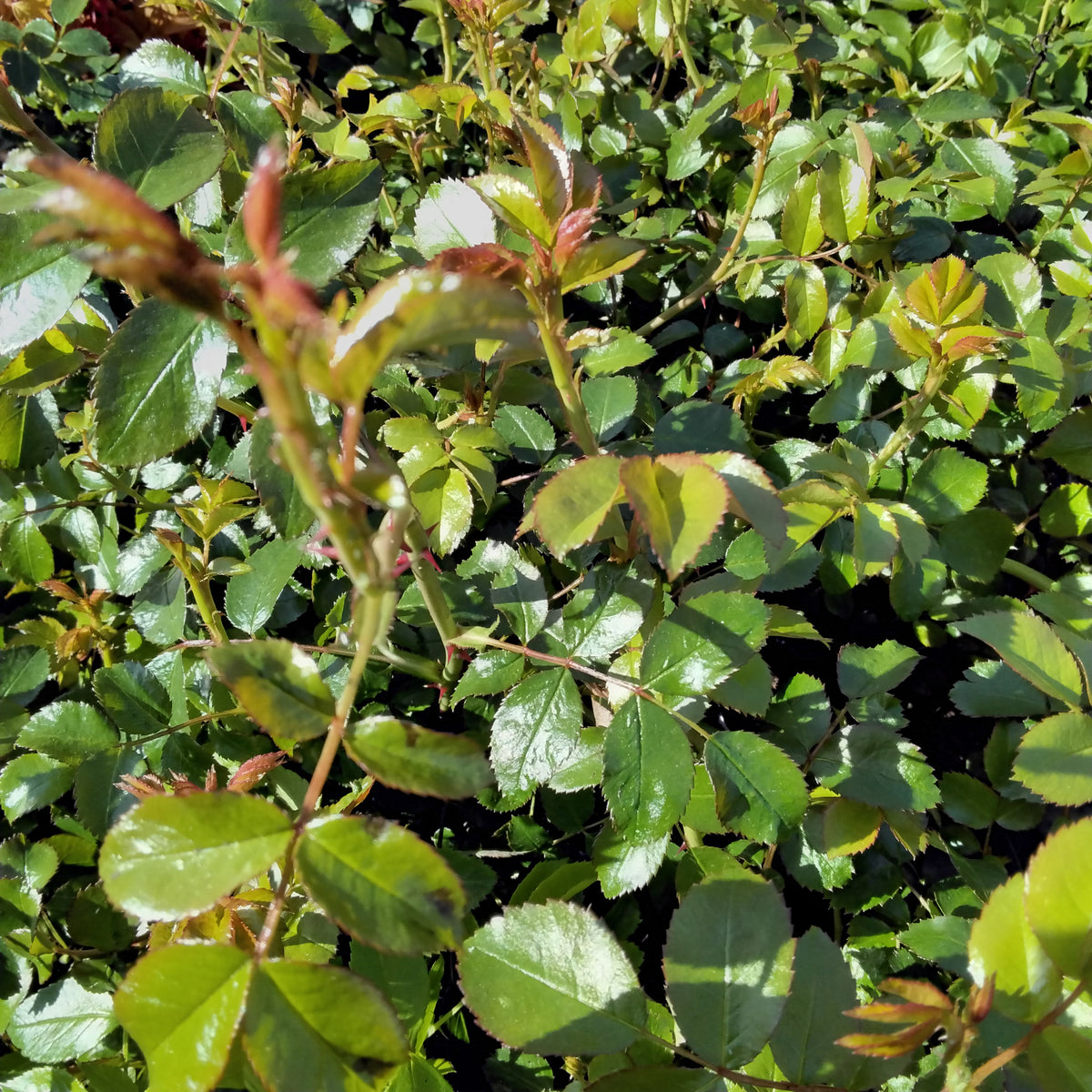 Rose - "Pink Supreme" Flower Carpet (1Gal) – Vankampens Greenhouses