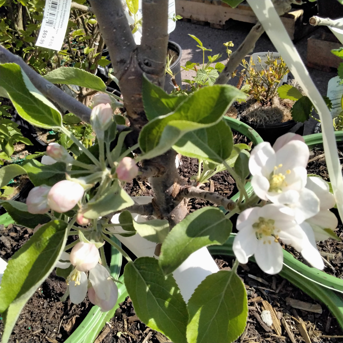 Apple - "Blushing Delight" (3Gal) – Vankampens Greenhouses