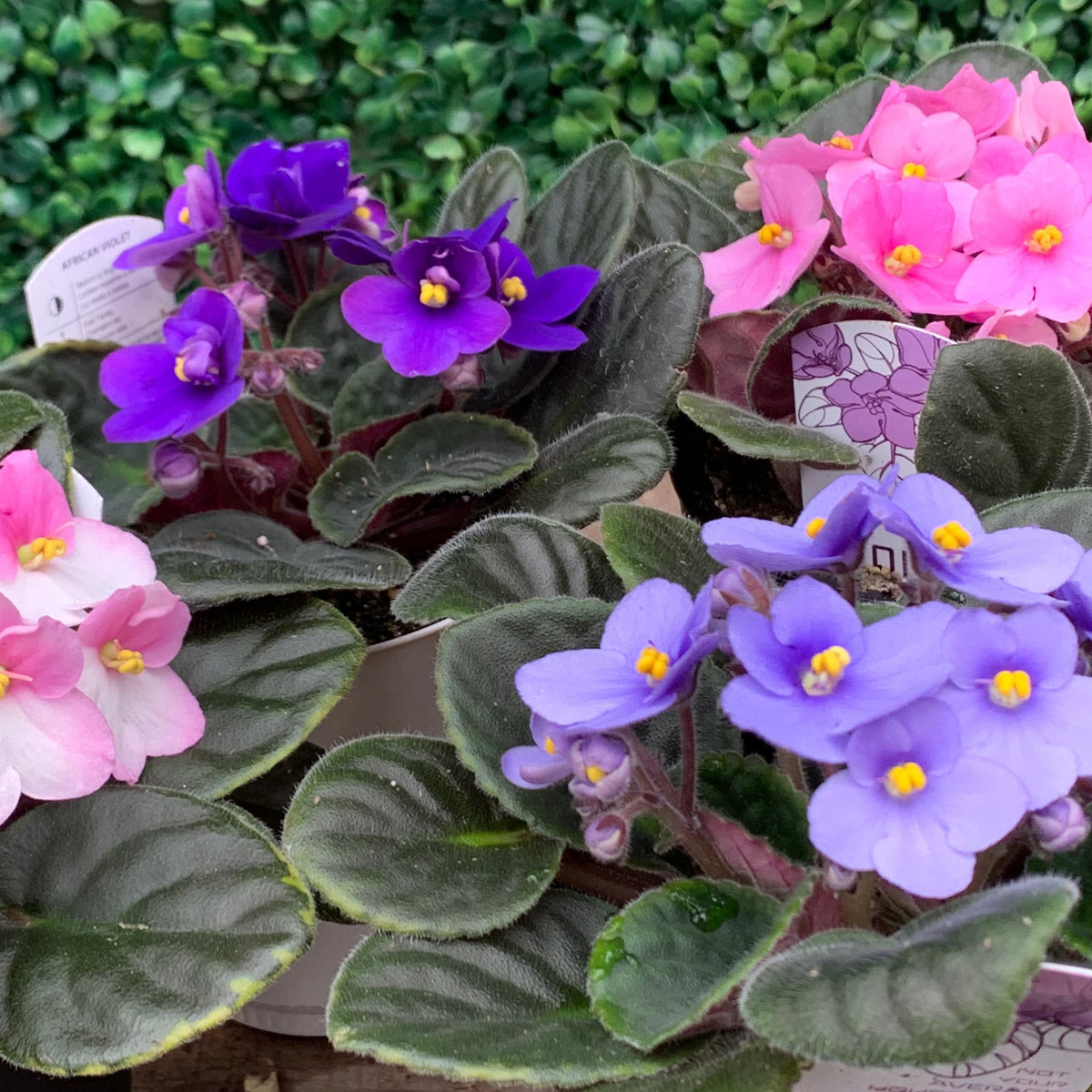 African Violet - "Assorted" – Vankampens Greenhouses